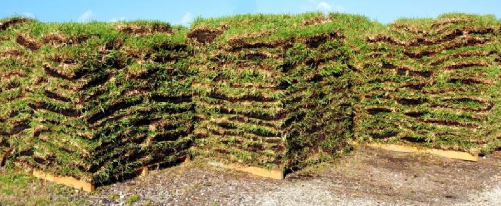 Rasenplatten - Eigenschaften, Pflege und Empfehlungen - Gartenfans.info