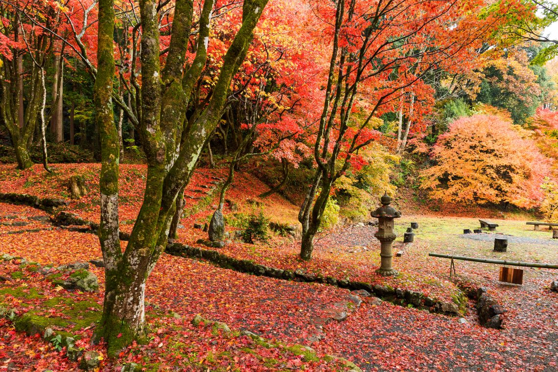Ahornbaum oder Säulenbaum – Tipps & Empfehlungen - Gartenfans.info